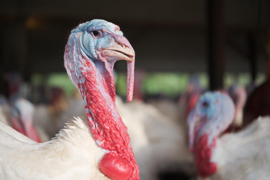 Virginia Turkey Grower Co-Op Thankful for 20 Years of Growth | Poultry ...
