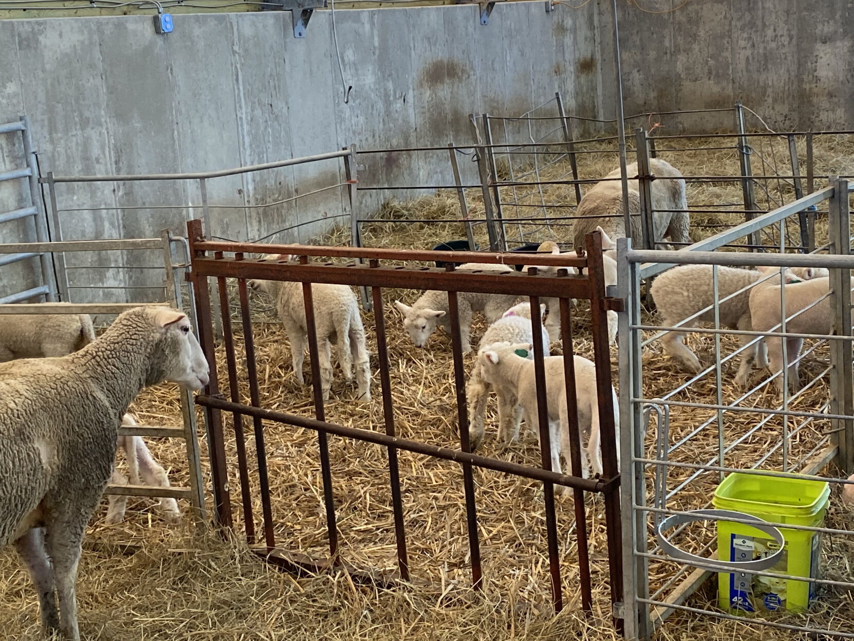 Benefits of Incorporating a Coccidiostat in Creep Feed for Lambs and Kids | Livestock News ...