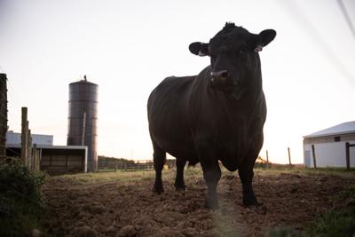 Year-Round Beef Herd Sire Management: From Body Condition to Breeding ...
