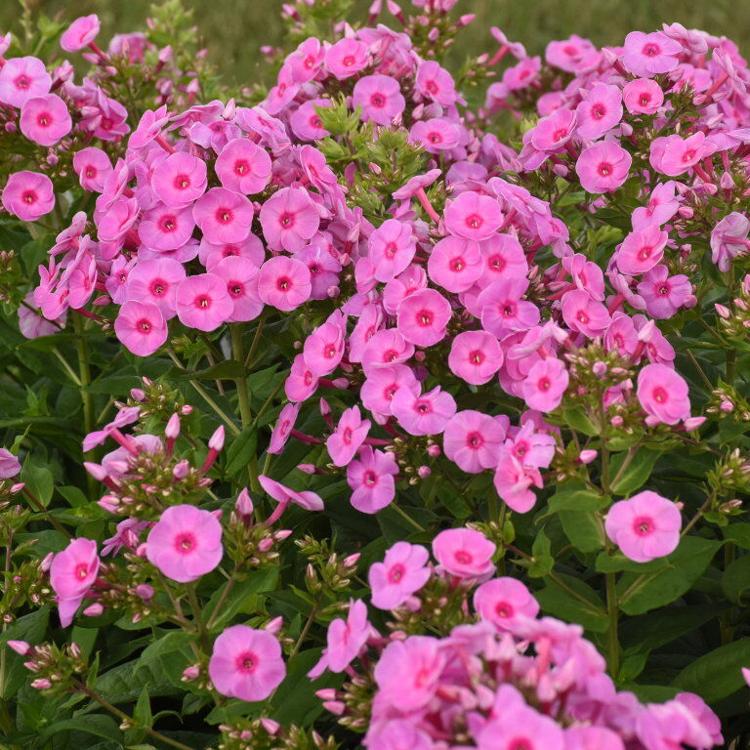 New Plant Varieties for 2024: Annuals, Shrubs and Perennials ...