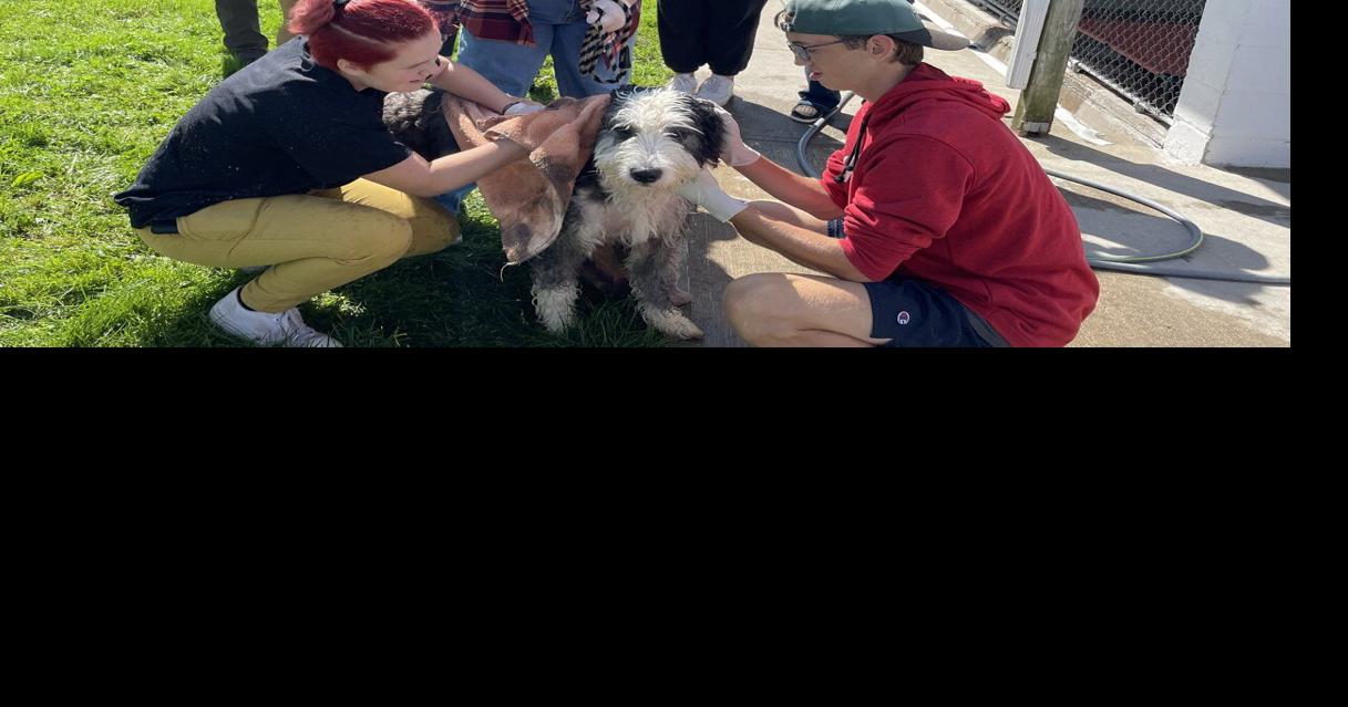 Vet Science Students Volunteer, Learn at Animal Shelter | Agriculture ...