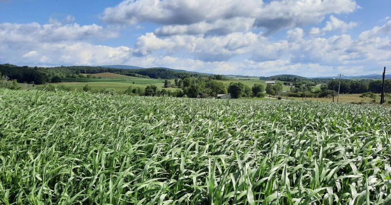 How to Manage Forages Carefully After a Frost | Field Crop News ...