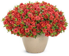 New Plant Varieties for 2024: Annuals, Shrubs and Perennials ...