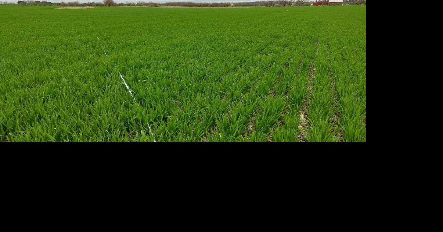 Small Grain Harvest Outlook and Grazing Contract Tips | Field Crop News ...
