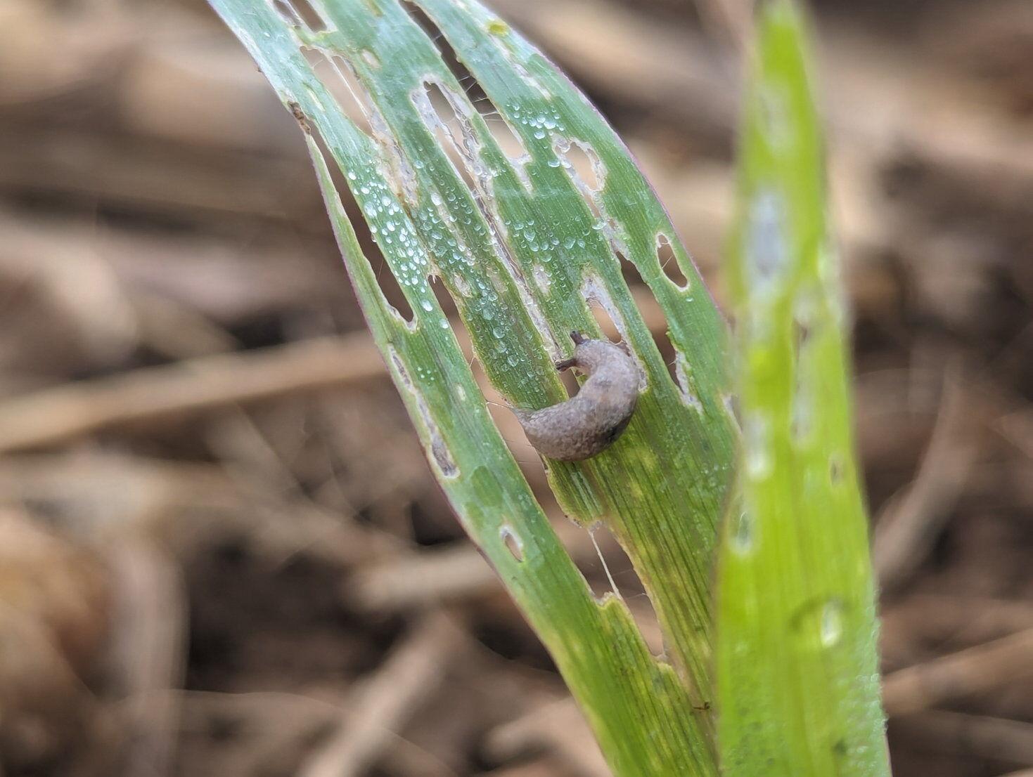 Slugs Take Bite Out of Pennsylvania Grain Crops Leaving Growers Seeking ...