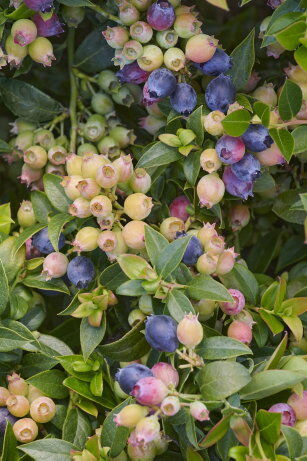 New Plant Varieties for 2024: Annuals, Shrubs and Perennials ...