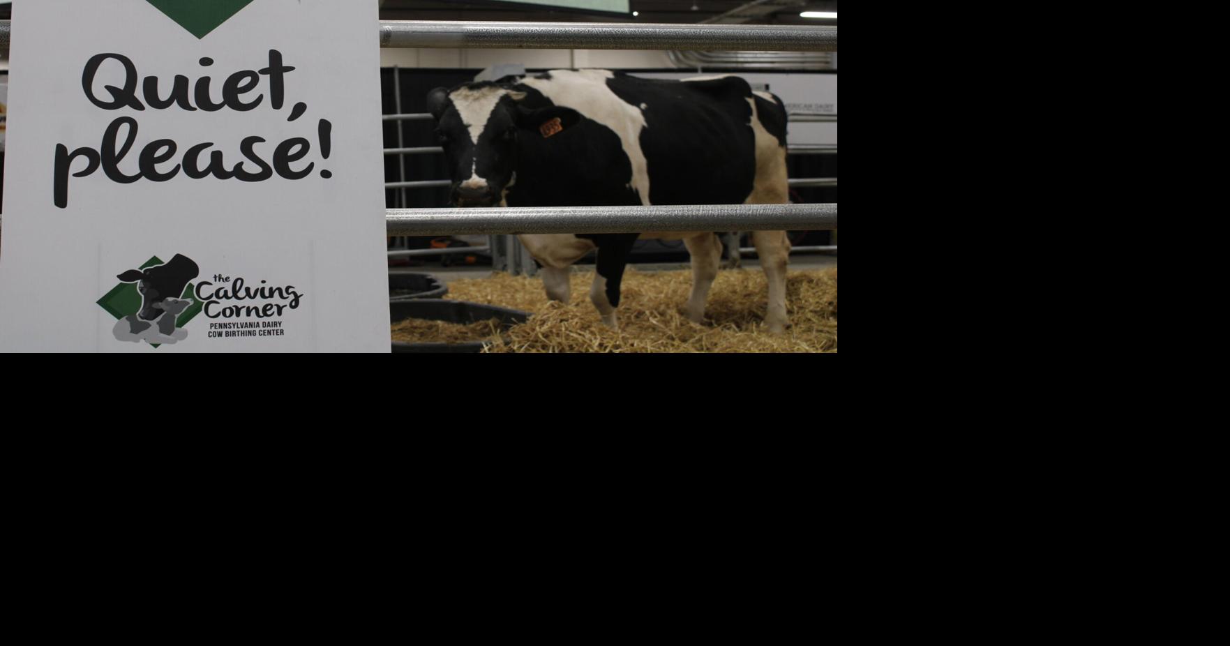 PA Farm Show Calving Corner Shows Passion of Dairy Farmers and ...