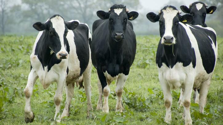 Poultry & Small Animal Market Reports | lancasterfarming.com