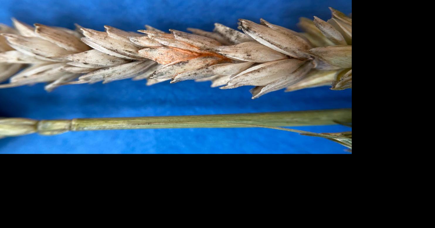 Begone, DON: Preventing Toxic Molds in Corn and Small Grains | Field ...