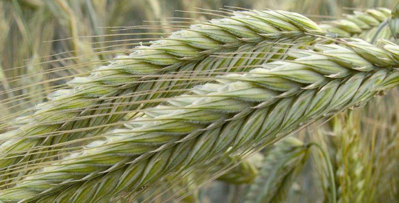 Hybrid Rye Could Raise Yields, Open Markets | Farming and Agricultural ...