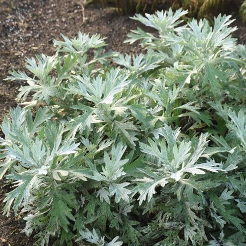 New Plant Varieties for 2024: Annuals, Shrubs and Perennials ...
