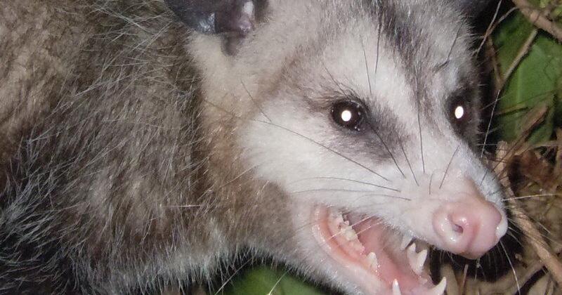 What's That Sound? 8 Animals That Might Be Screaming in Your Neck of ...