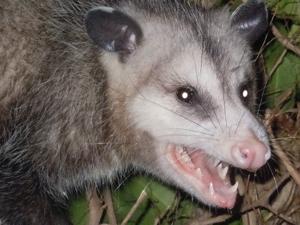 What's That Sound? 8 Animals That Might Be Screaming in Your Neck of ...