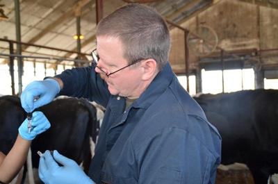 New Diagnostic Test for Cows Headed for the Field | Dairy News ...