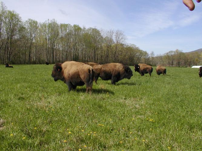 Where the Buffalo Roam | | lancasterfarming.com