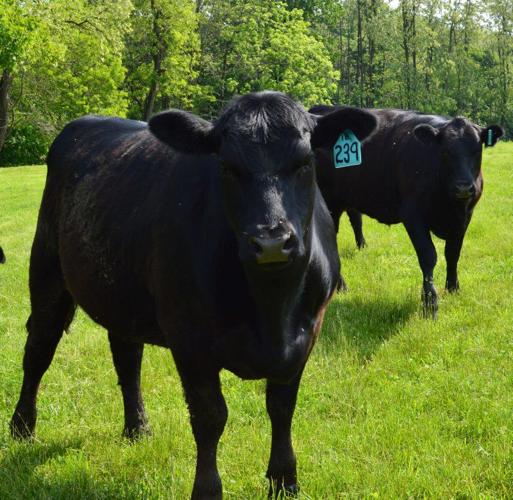 This Beef Breed Lives Large | Farming and Agricultural News ...