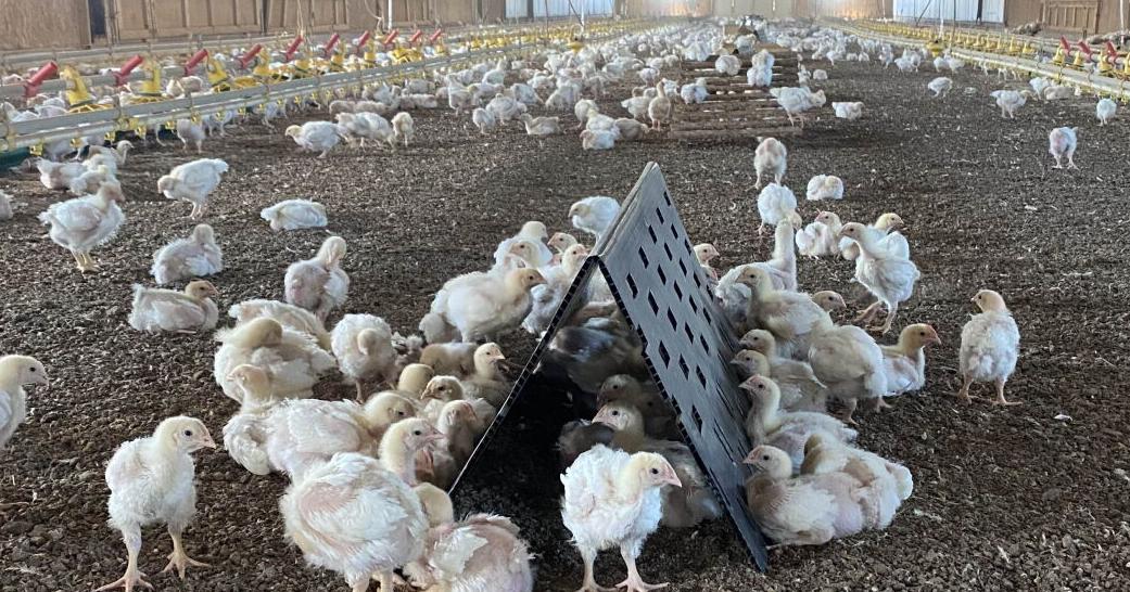 Delaware Organic Chicken Farmer Shares Circuitous Path to Poultry ...