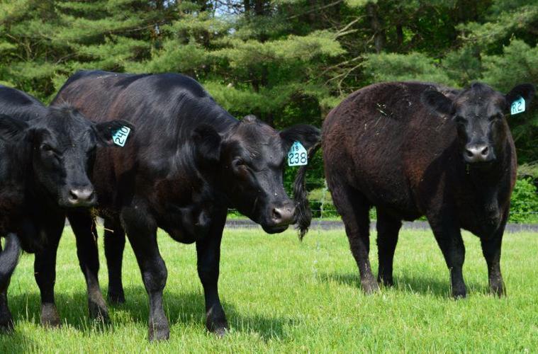 This Beef Breed Lives Large | Farming and Agricultural News ...