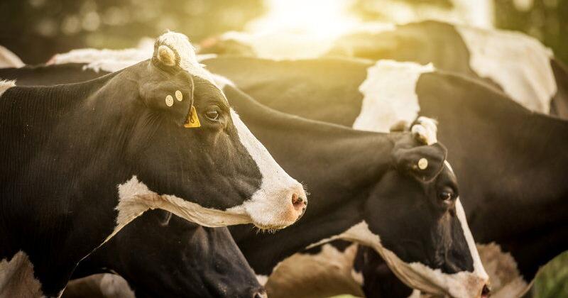 Good Dry Cow Management Sets Stage for Healthy Lactation | Dairy News ...