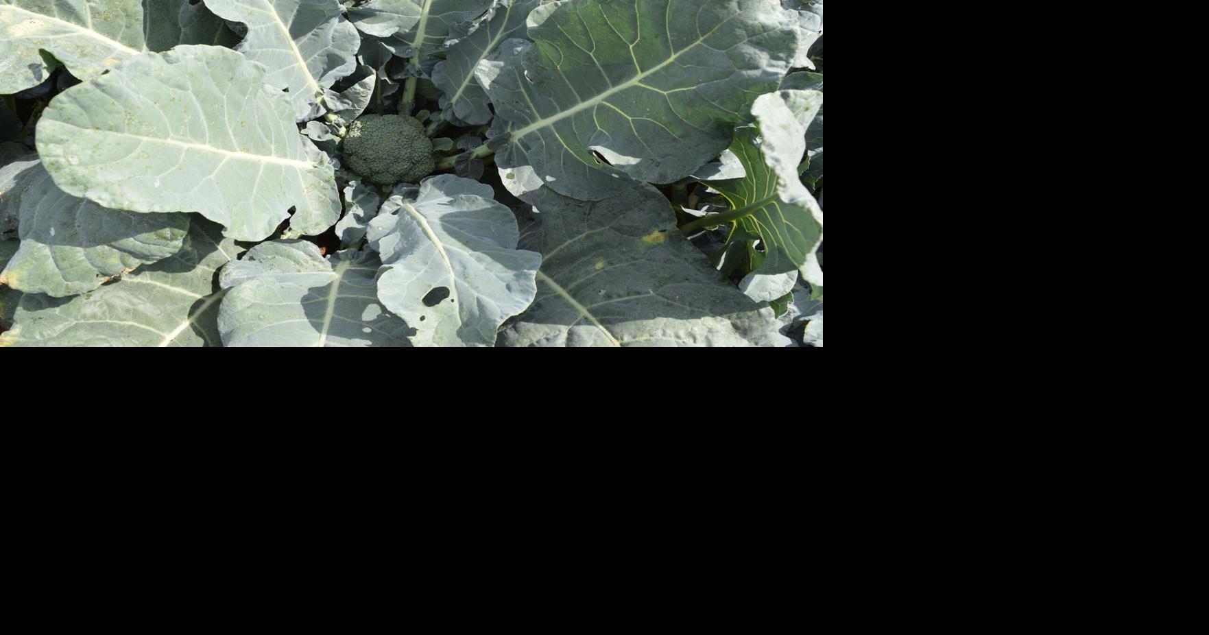 5 Things to Know About Growing Cole Crops | Gardening Tips and How-To ...