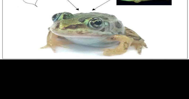 Common Pesticide Inhibits Brain Development in Frogs ...