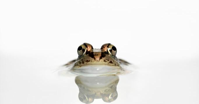 Can Frogs Actually Keep Milk From Spoiling? | Dairy News ...