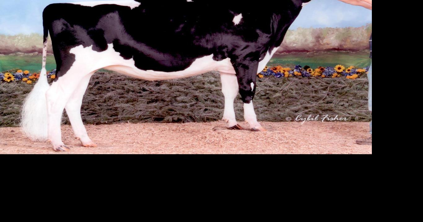 Cow of the Week: Peace & Plenty Asteroid Fishy | | lancasterfarming.com