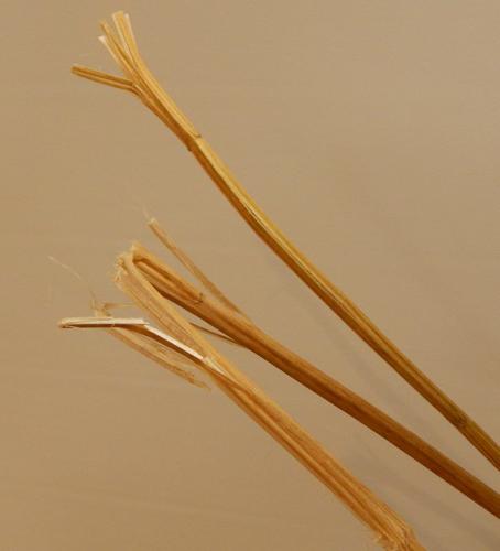 Virginia Hemp Company Seeks Growers | Field Crop News ...