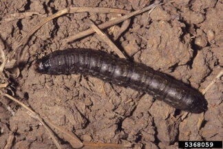 Scout Your Fields for Slugs, Bean Leaf Beetles, Cutworms and More ...