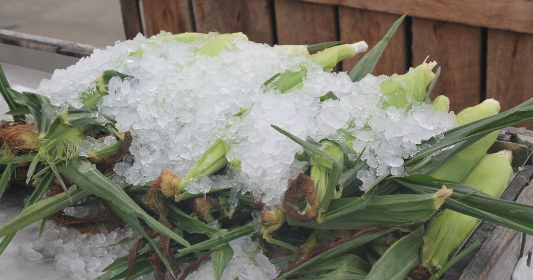 Sweet Start to Pa. Corn Harvest | Farming and Agricultural News ...