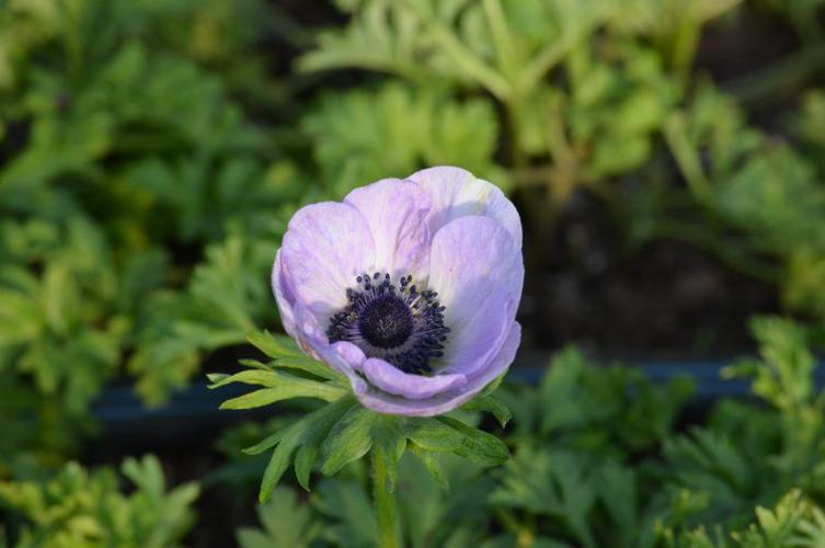 Tierra Blooms Brings Home the Flowers | Gardening Tips and How-To ...