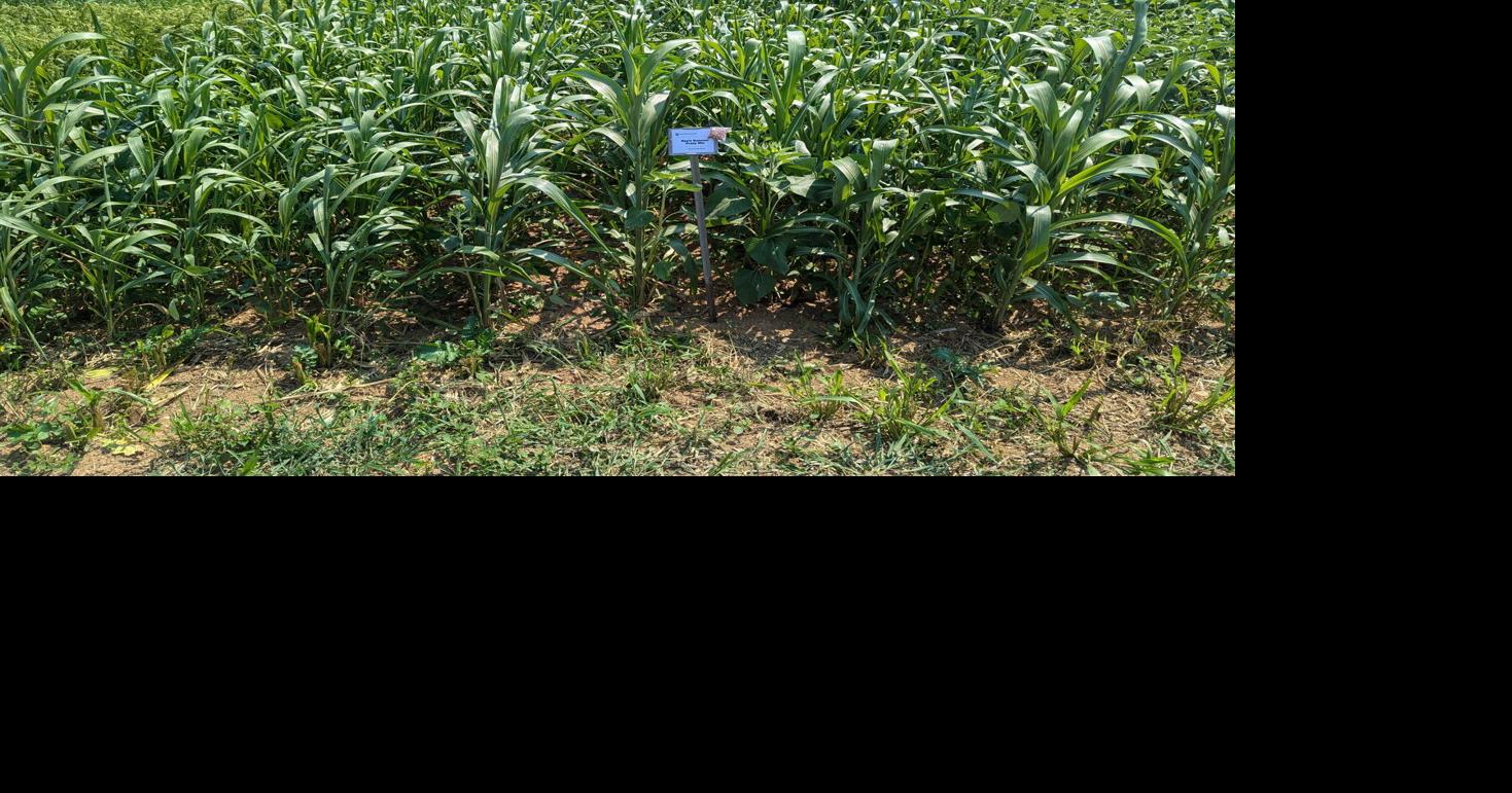 What to Consider When Choosing Summer Forage Options | Field Crop News ...