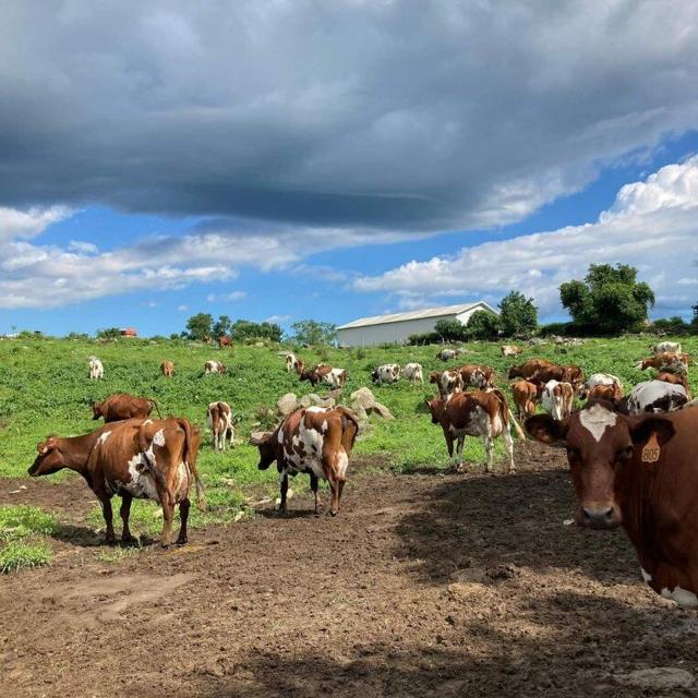 Allis Tractors and Ayrshire Cows Make Connecticut Dairy Farm Stand Out ...