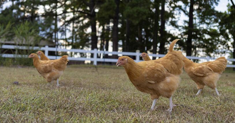 Preparing Your Pullets: What To Expect During Transition to Lay ...