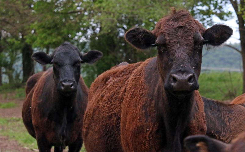 Simmental Breeder Focuses on Genetics and Feed | Livestock News ...