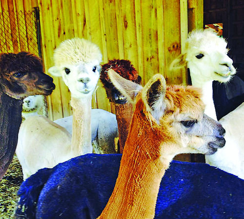 Raising Alpacas Becomes Way of Life for NY Couple | | lancasterfarming.com