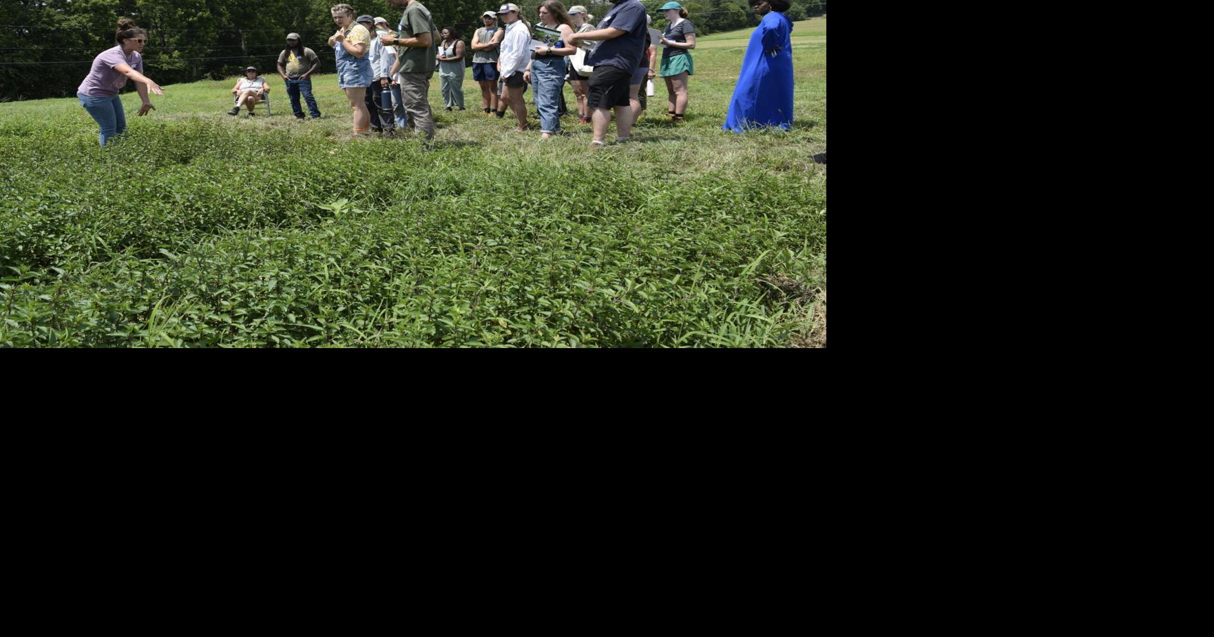 From Field to Cup, Herbal Tea Dreams Come to Life at Katydid Hill Farm ...