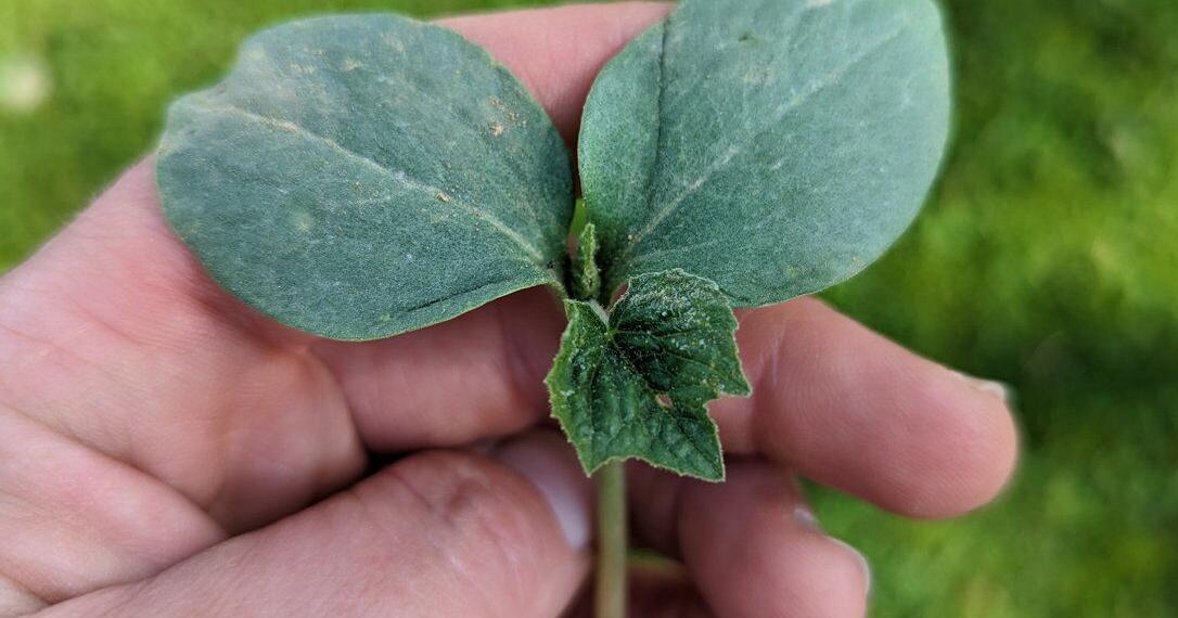 Get Ahead of Burcucumber Management Early for Better Results | Field ...