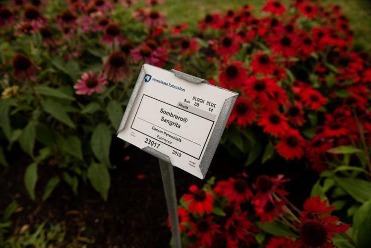 Flower Trial Field Day Showcases Blooms | Farm Shows, County Fairs ...