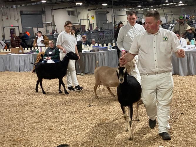 Oberhasli Goat Earns Respect at PA Farm Show | Farm Shows, County Fairs ...