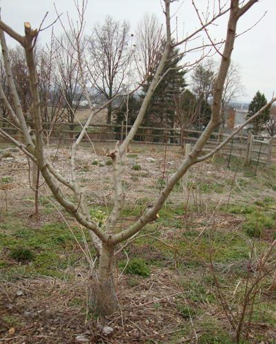 A Well-Pruned Tree is a ‘Fruit-Full’ Tree | Gardening Tips and How-To ...