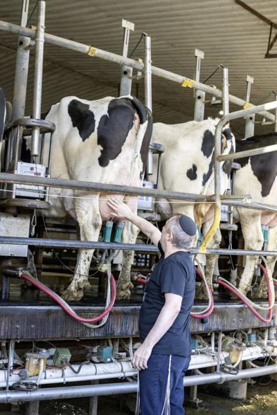 Producing ‘Super-Kosher’ Milk, or Cholov Yisroel | Dairy News ...