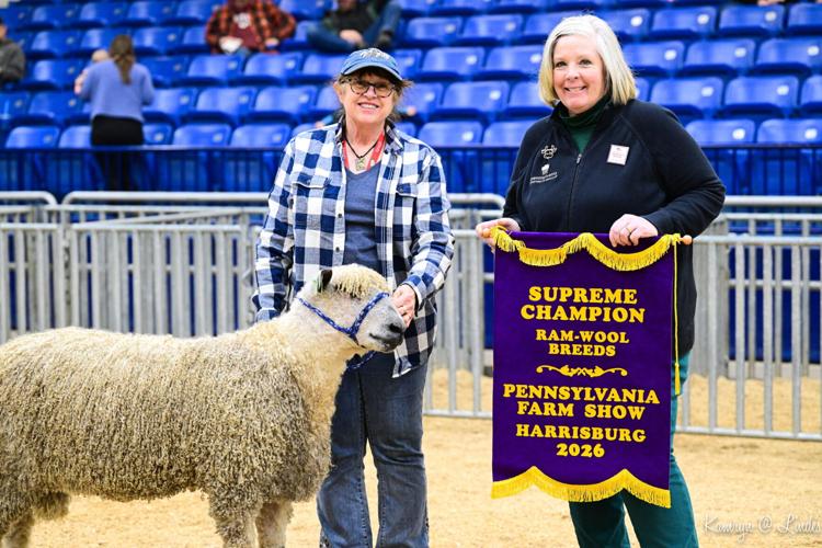Lancaster County Woman Wins Supreme Champion Wool Ram at PA Farm Show ...
