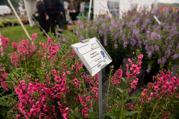 Flower Trial Field Day Showcases Blooms | Farm Shows, County Fairs ...