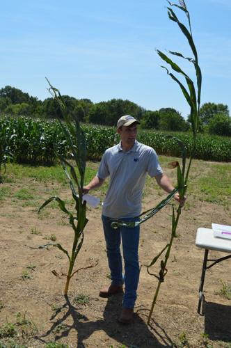 Short Stature Corn Shows Potential in Pennsylvania Agriculture | Field ...