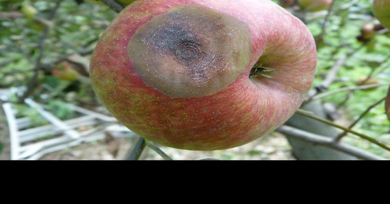 Fruit Researchers Tackle Bitter Rot and Replant Disease | Fruit and ...