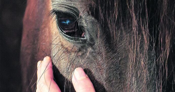 'Horses and the Science of Harmony' Documentary Dives Into the Horse ...