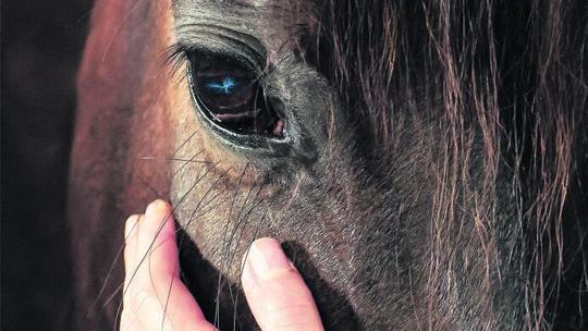 'Horses and the Science of Harmony' Documentary Dives Into the Horse ...