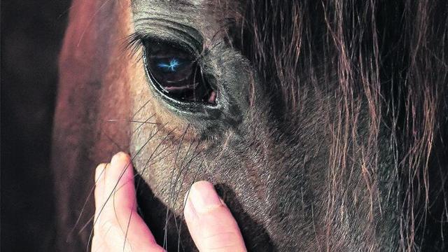 'Horses and the Science of Harmony' Documentary Dives Into the Horse ...