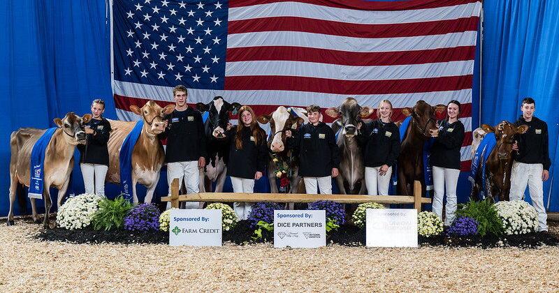 All-American Dairy Show: Red and White ‘Donut’ Tops Premier National ...